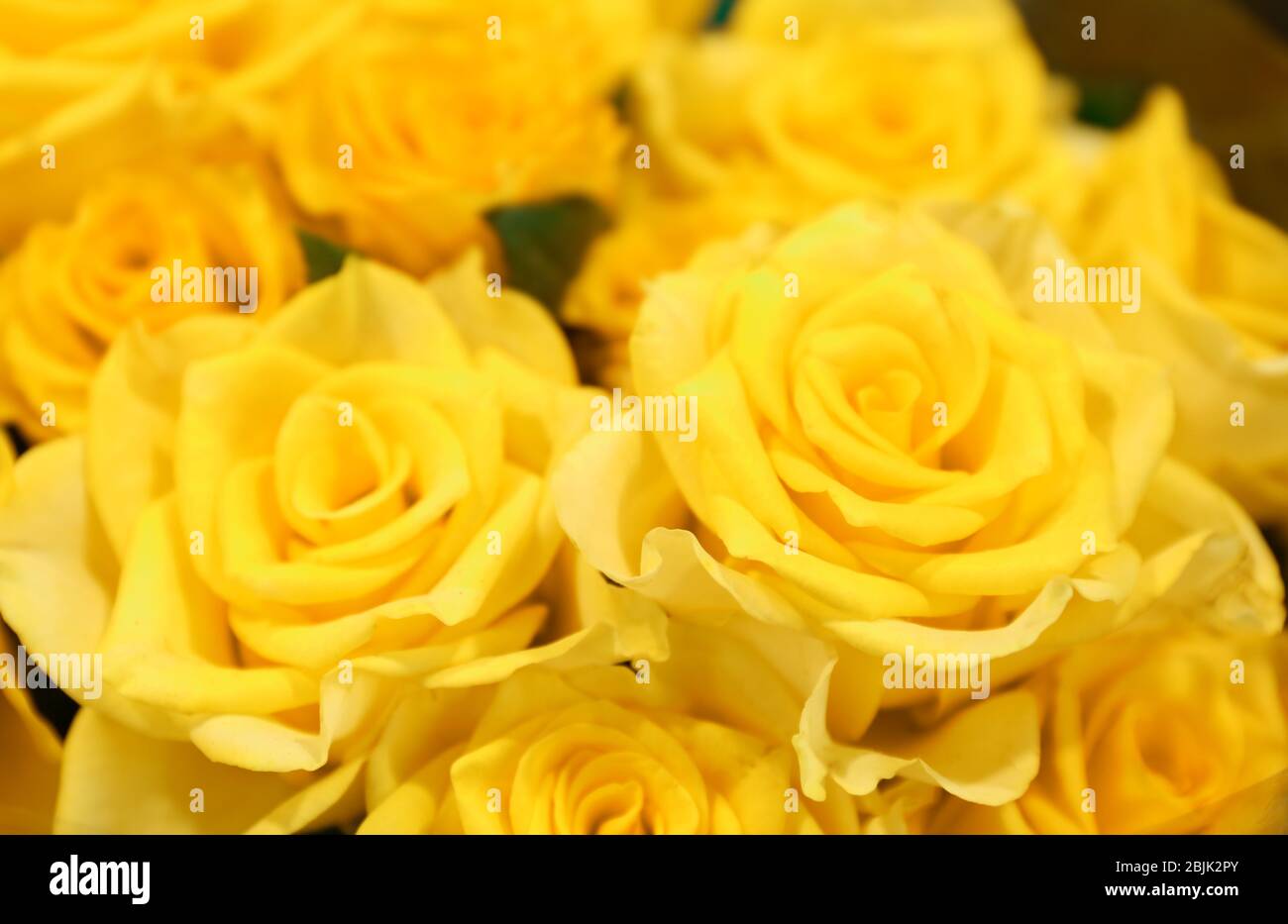Bright yellow roses hi-res stock photography and images - Alamy