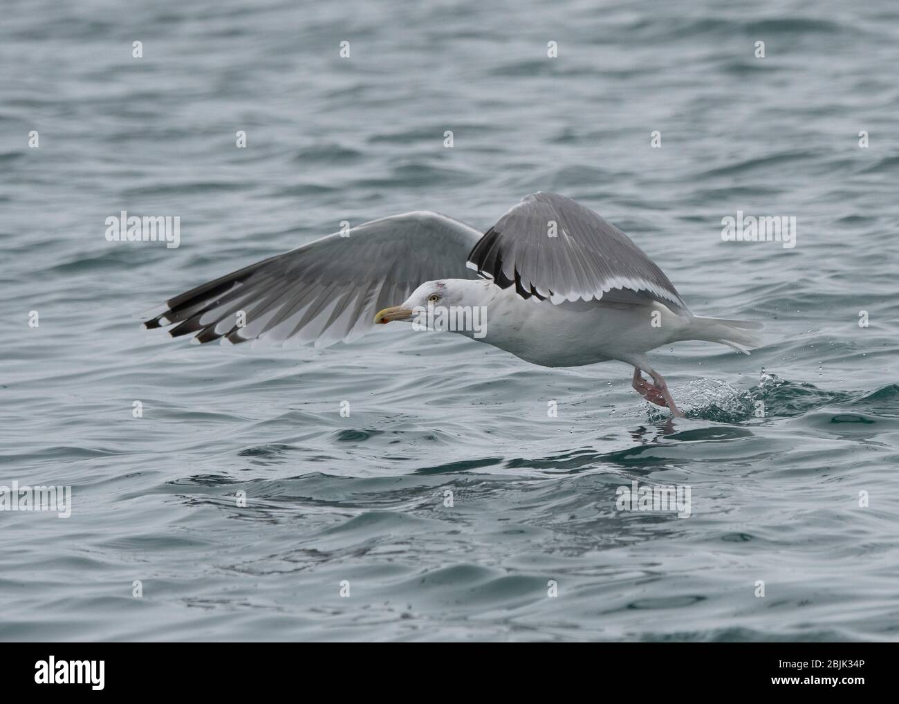 Arctic herring gull hi-res stock photography and images - Alamy
