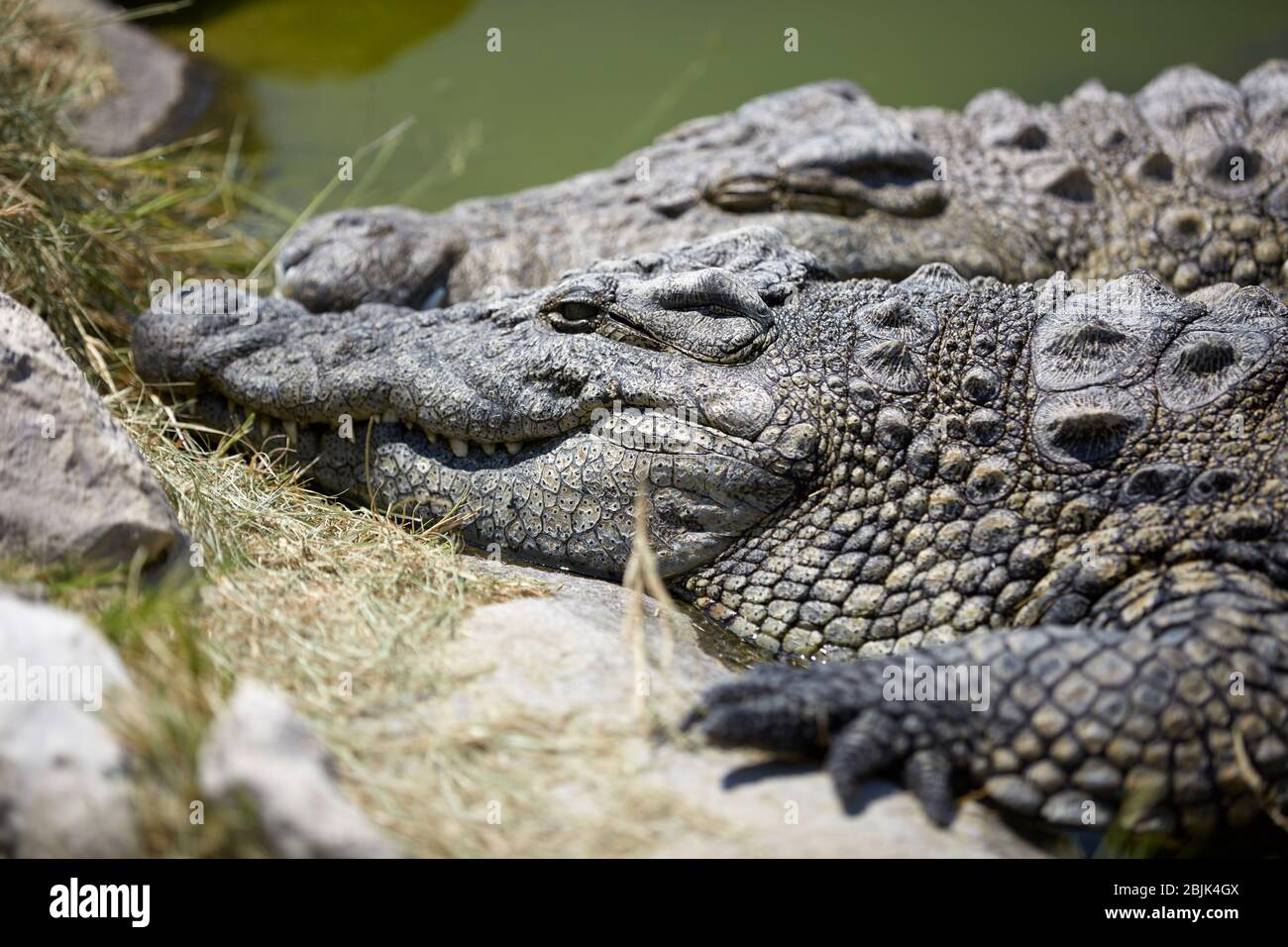 Relaxin animal hi-res stock photography and images - Alamy
