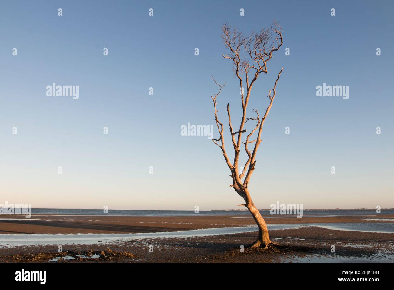 Lone tree on empty beach in Beachmere, Queensland, Australia Stock ...