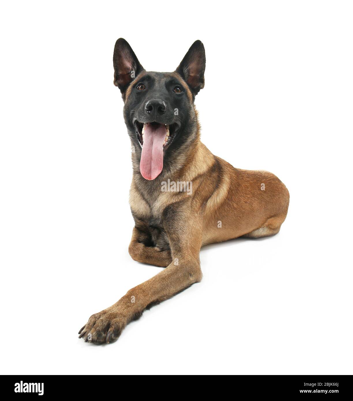 Dog, isolated on white. Concept of volunteering and animal shelters ...