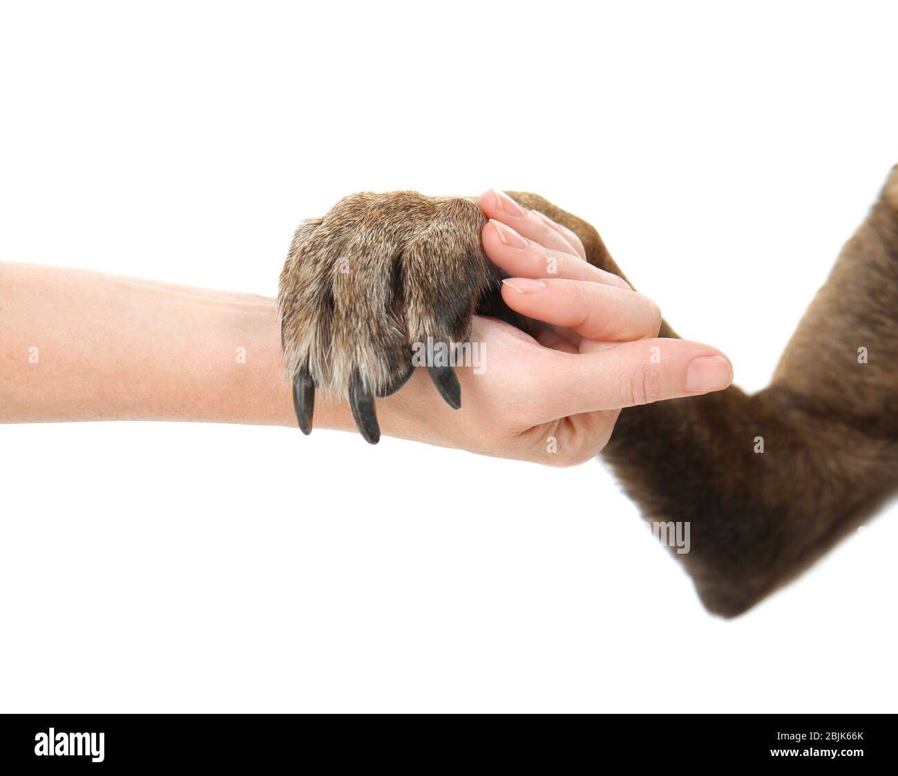Dog paw and human hand, isolated on white. Concept of volunteering and ...