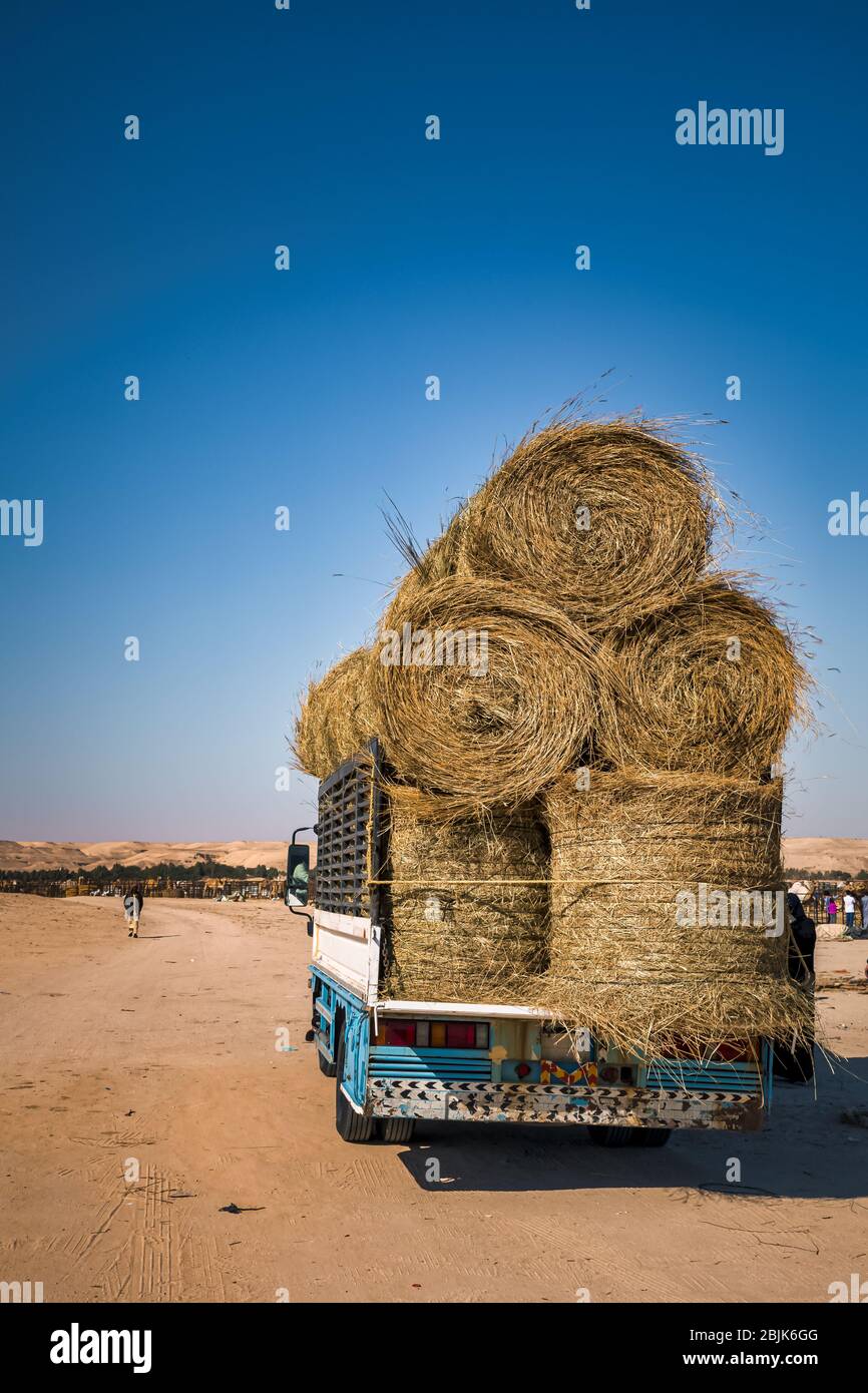 hay bales loaded on vehicle for Desert Camel farm -Al Sarar Saudi ...