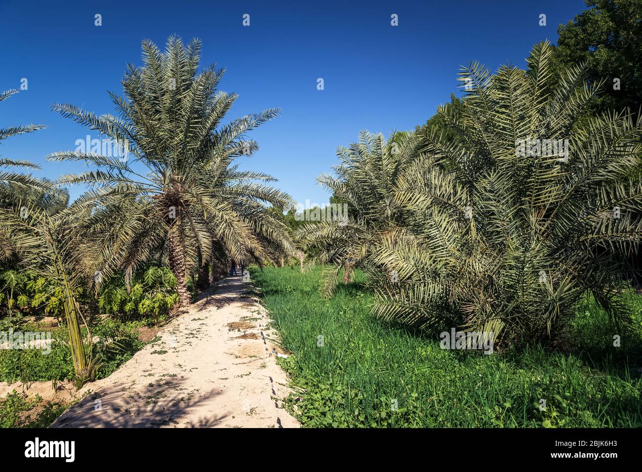 An agriculture field in Desert. Al-Sarar Saudi Arabia Stock Photo - Alamy