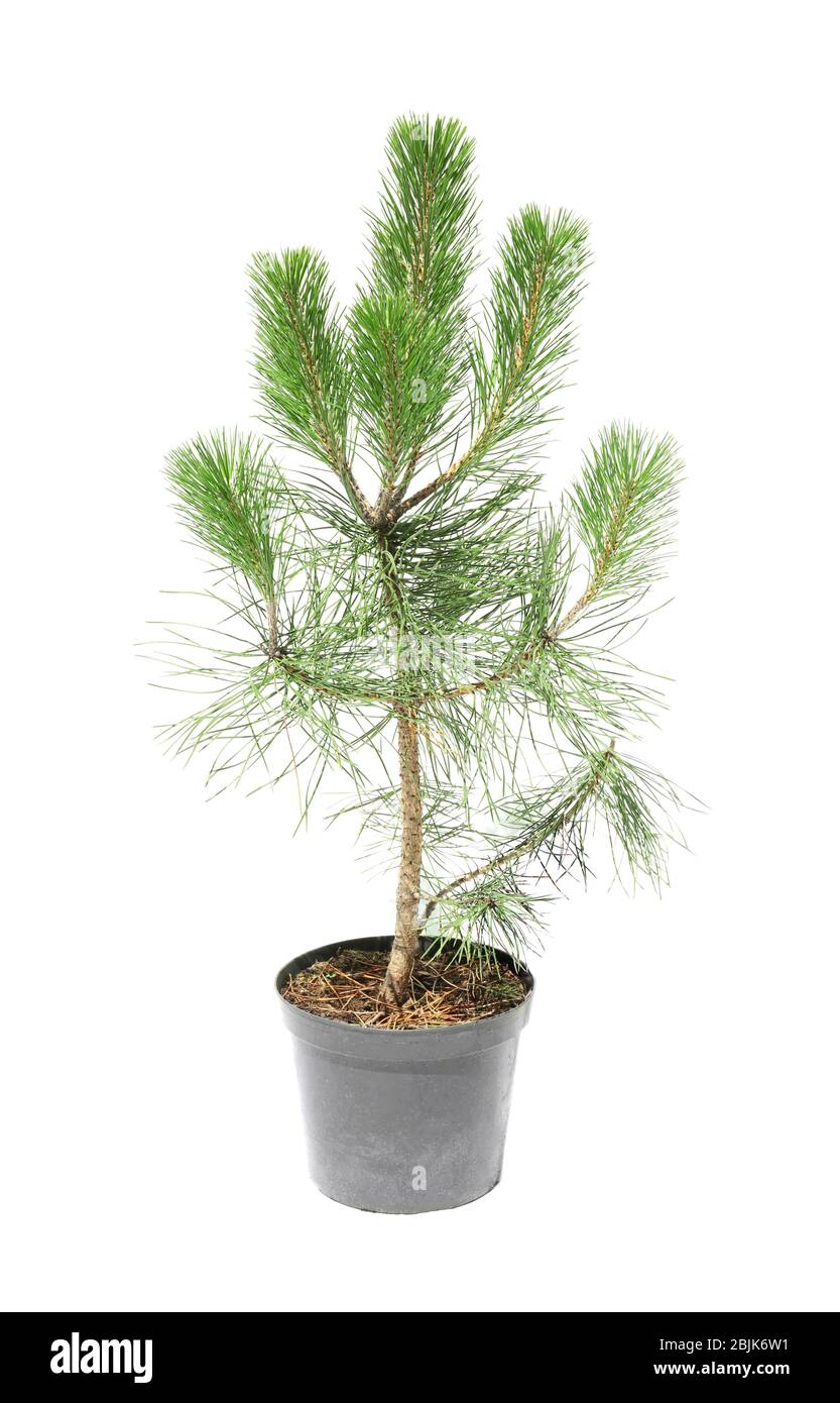 Beautiful fir tree in pot on white background Stock Photo - Alamy
