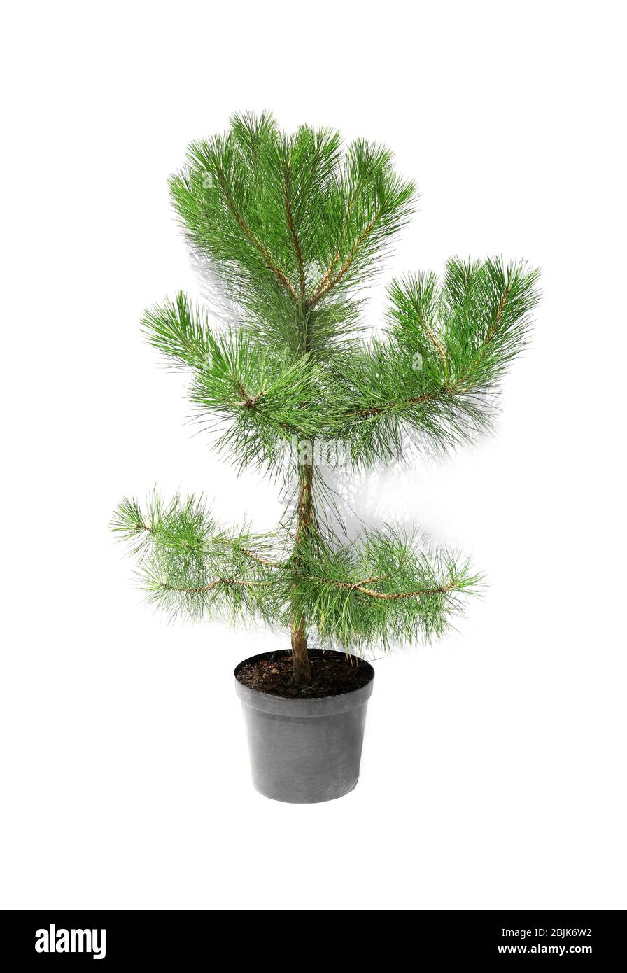 Beautiful fir tree in pot on white background Stock Photo - Alamy