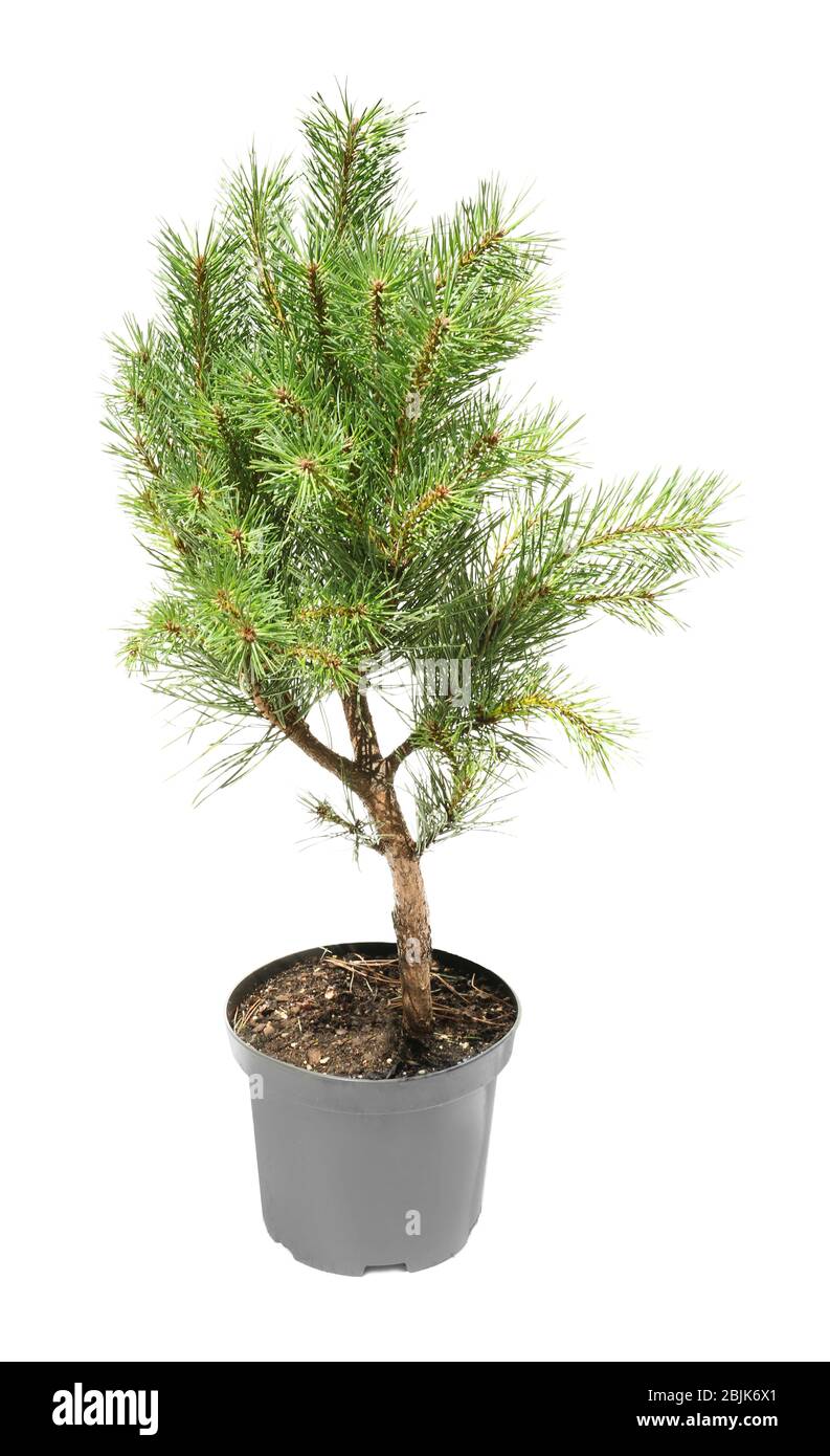 Beautiful fir tree in pot on white background Stock Photo - Alamy