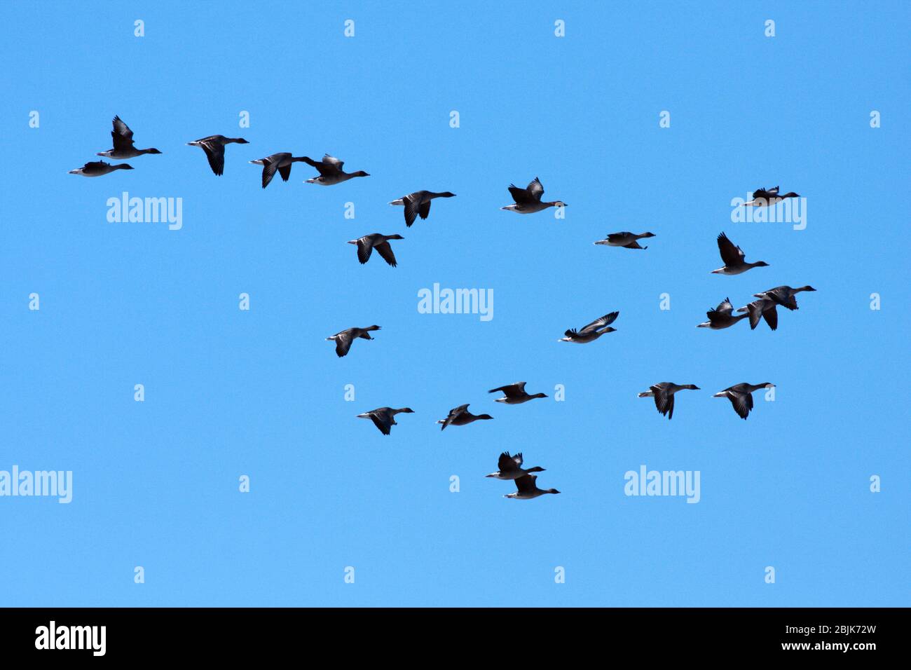 A flock of Graylag, Greylag Goose during the migration in April. Bright ...