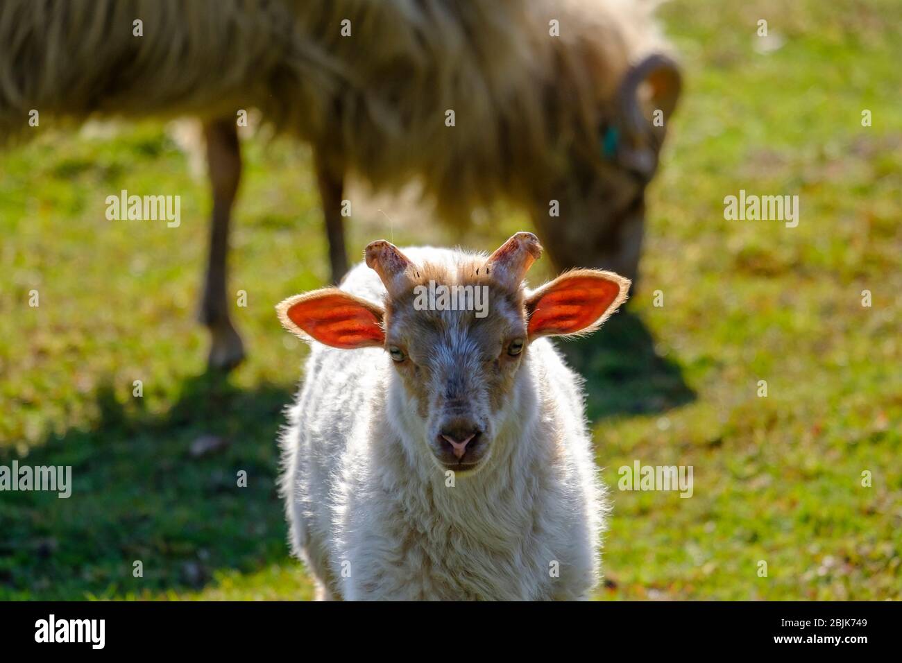 Sheep Horns High Resolution Stock Photography and Images - Alamy