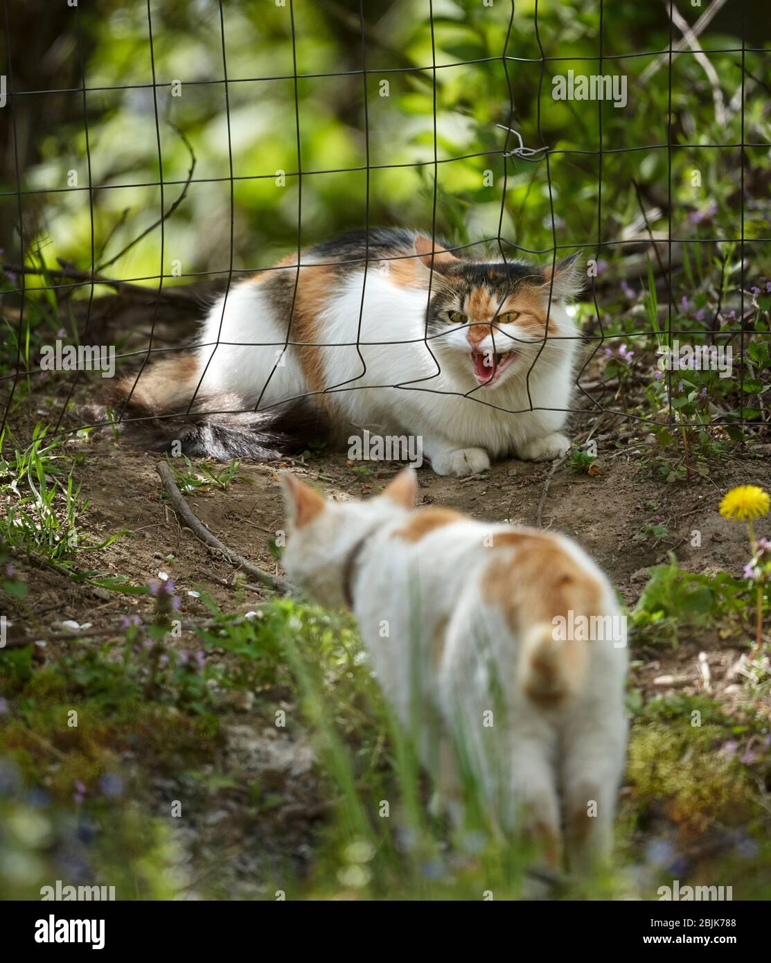 Animal standoff hi-res stock photography and images - Alamy
