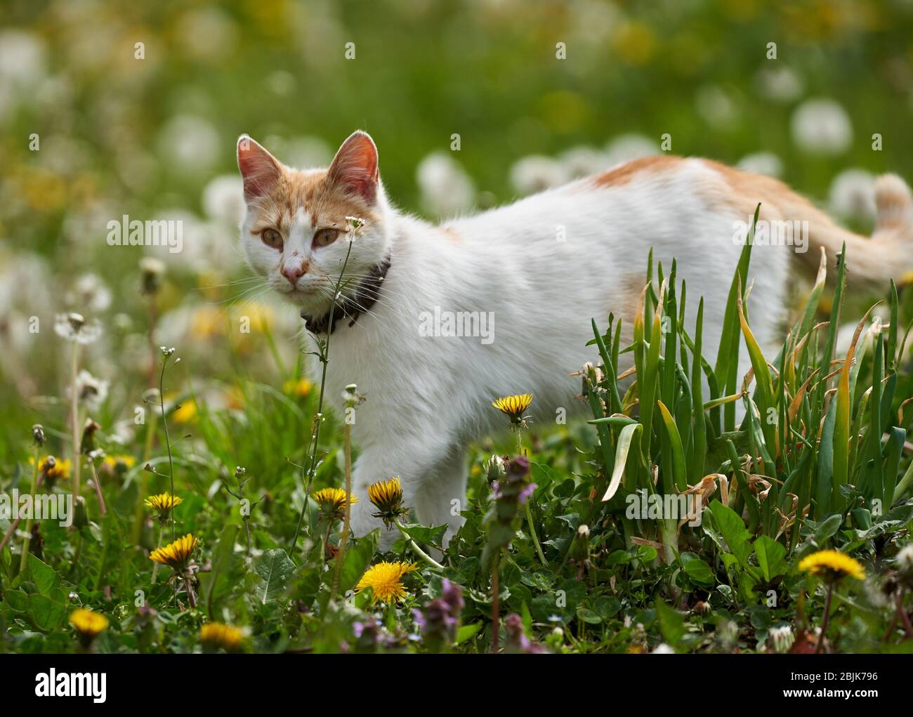 Cute white and orange cat outdoor in the grass Stock Photo - Alamy