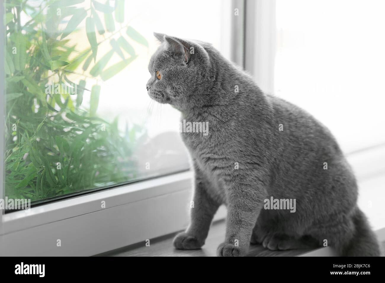 Cute funny cat on window sill Stock Photo - Alamy
