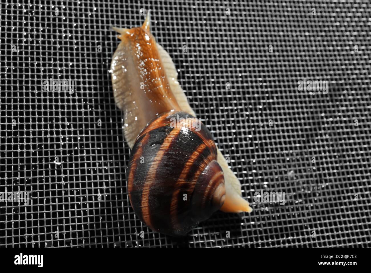 Snail on mosquito net against dark background Stock Photo - Alamy