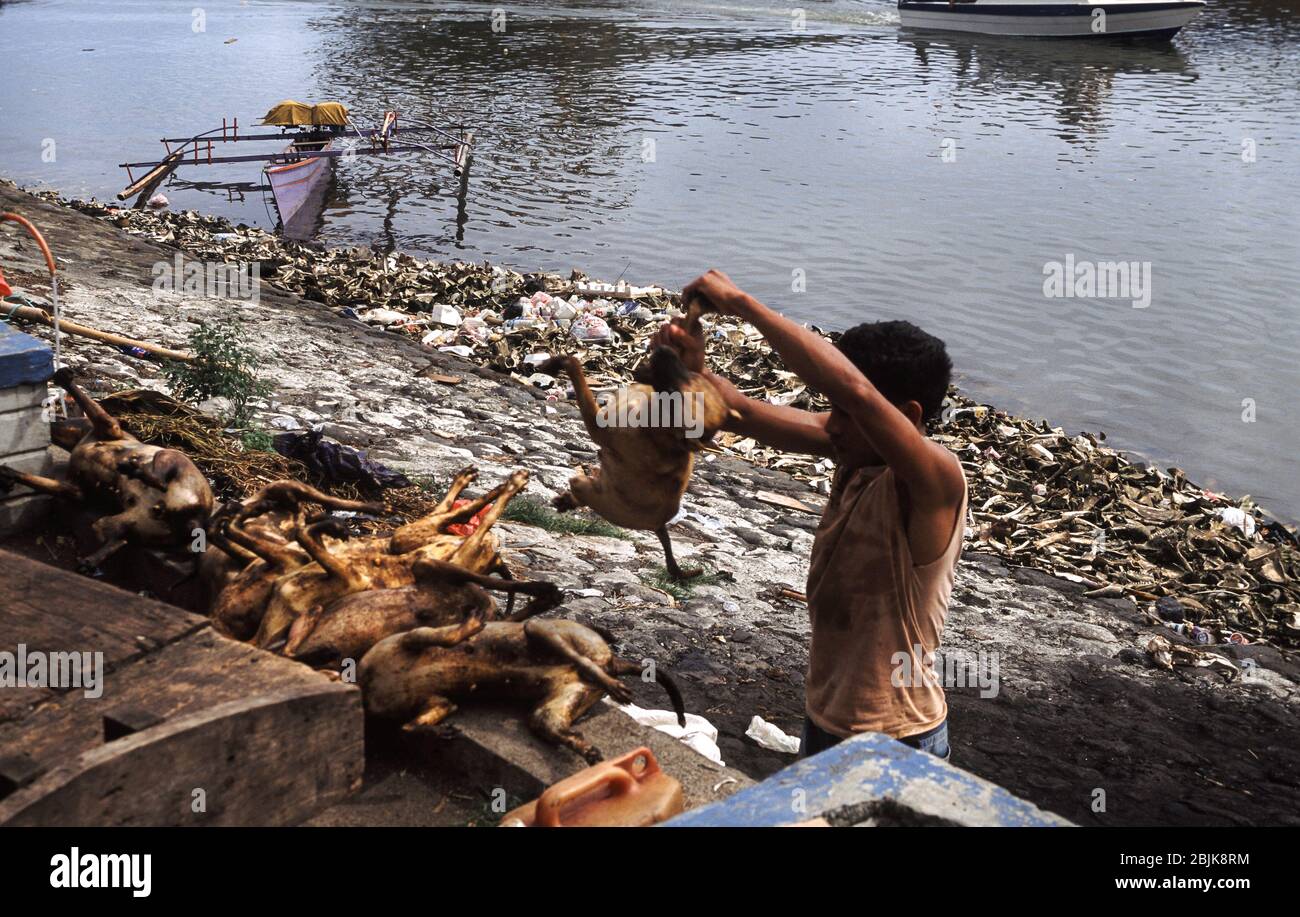 Indonesian dog hi-res stock photography and images - Alamy