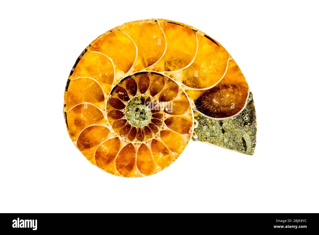 Fossil cephalopod Cut Out Stock Images & Pictures - Alamy