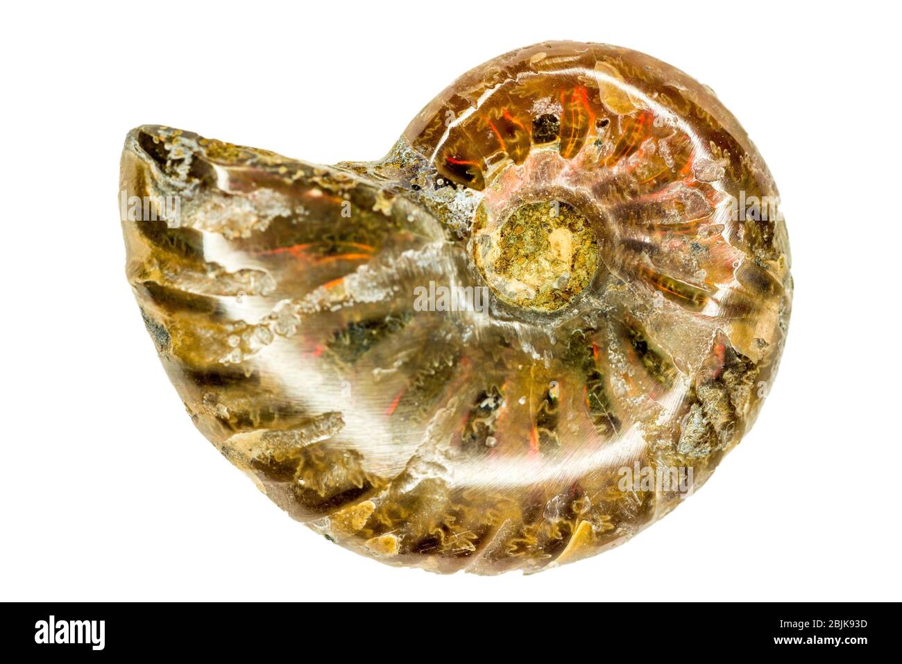 Ammonoid hi-res stock photography and images - Alamy
