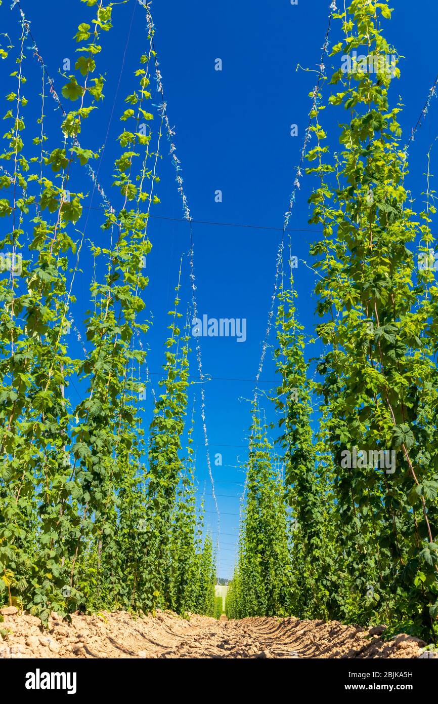 Hop growing region hi-res stock photography and images - Alamy