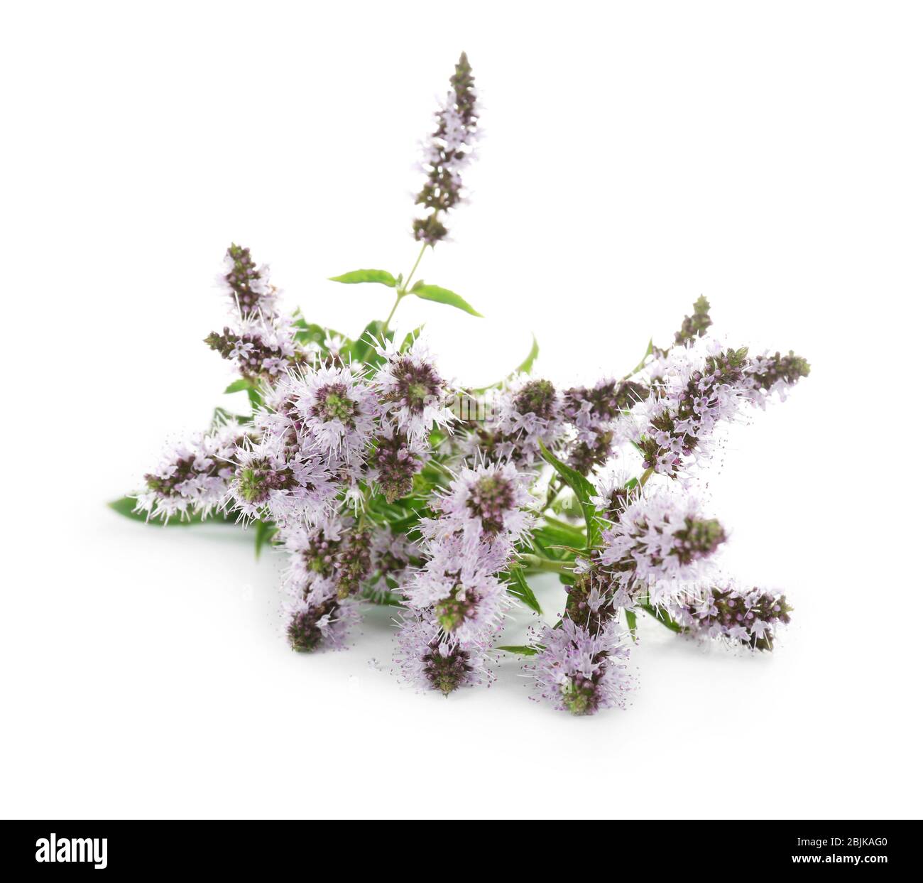 Fresh mint with flowers on white background Stock Photo - Alamy