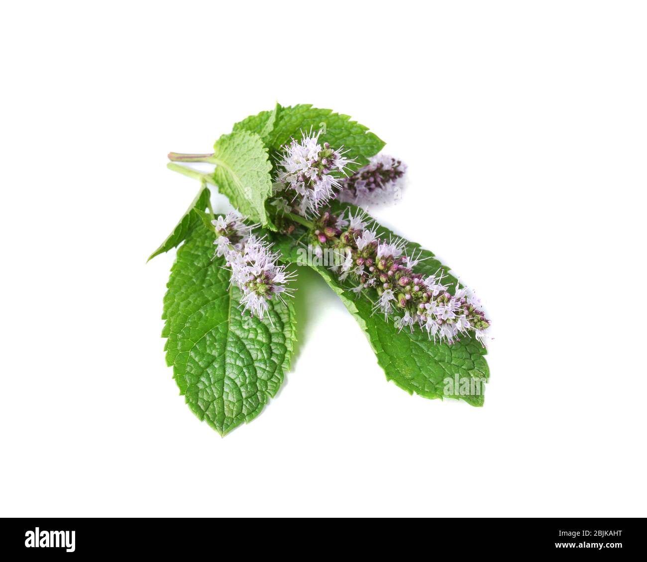 Fresh mint with flowers on white background Stock Photo - Alamy