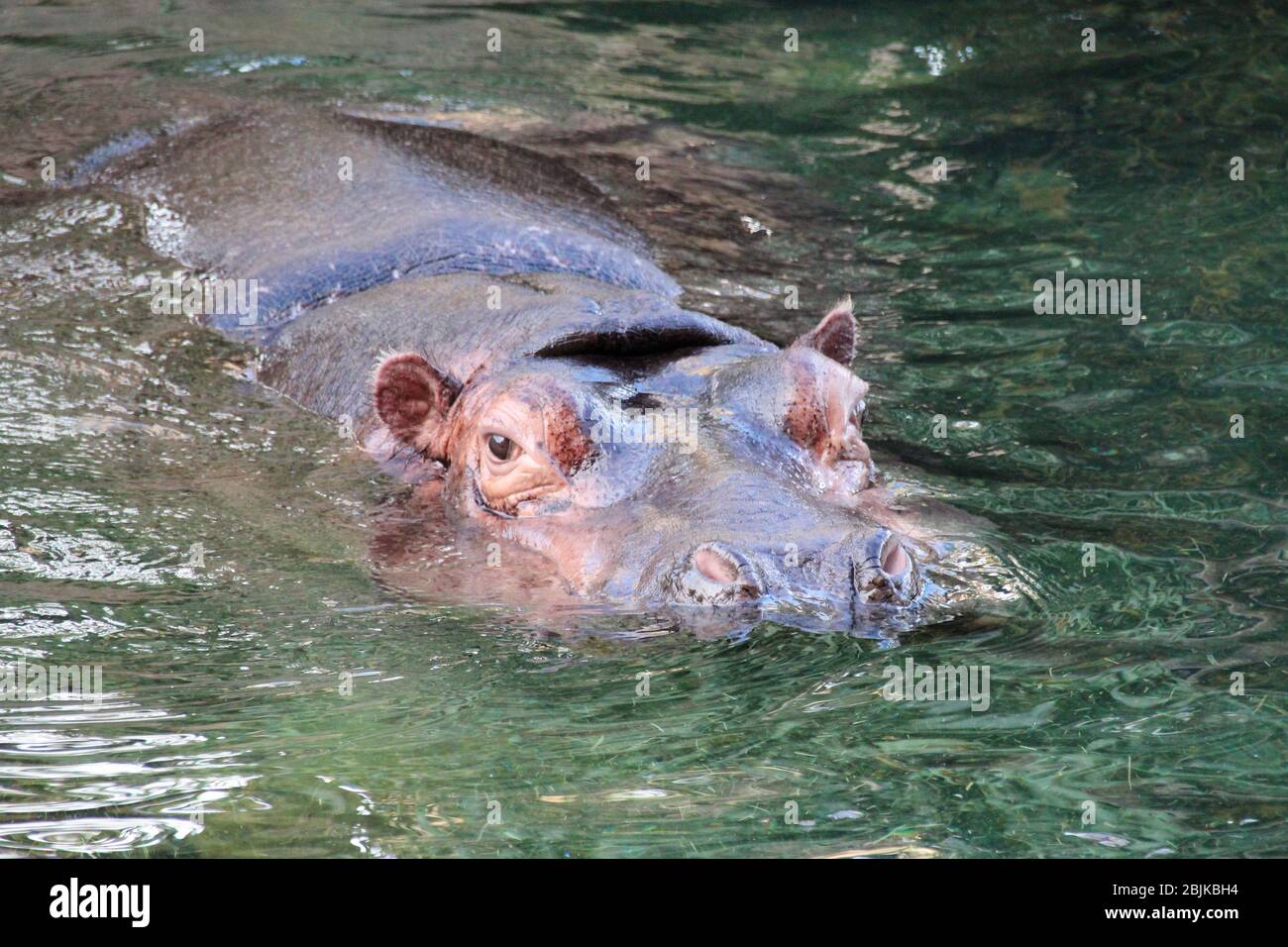 hippo in a zoo in france Stock Photo - Alamy