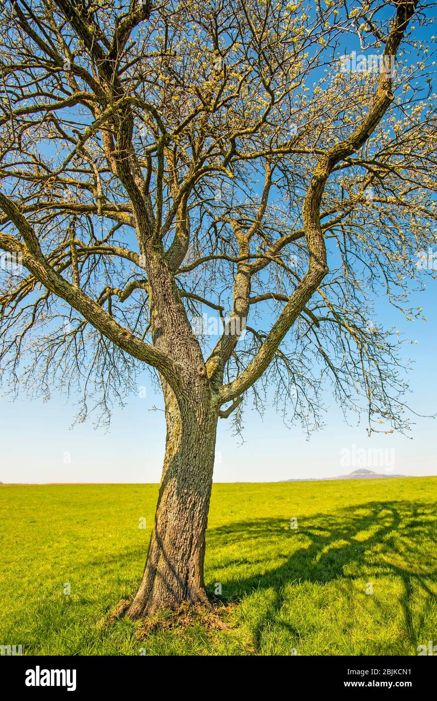 The big blue tree hi-res stock photography and images - Alamy