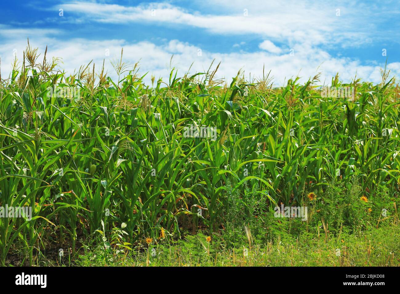 Maize growing in field Stock Photo - Alamy