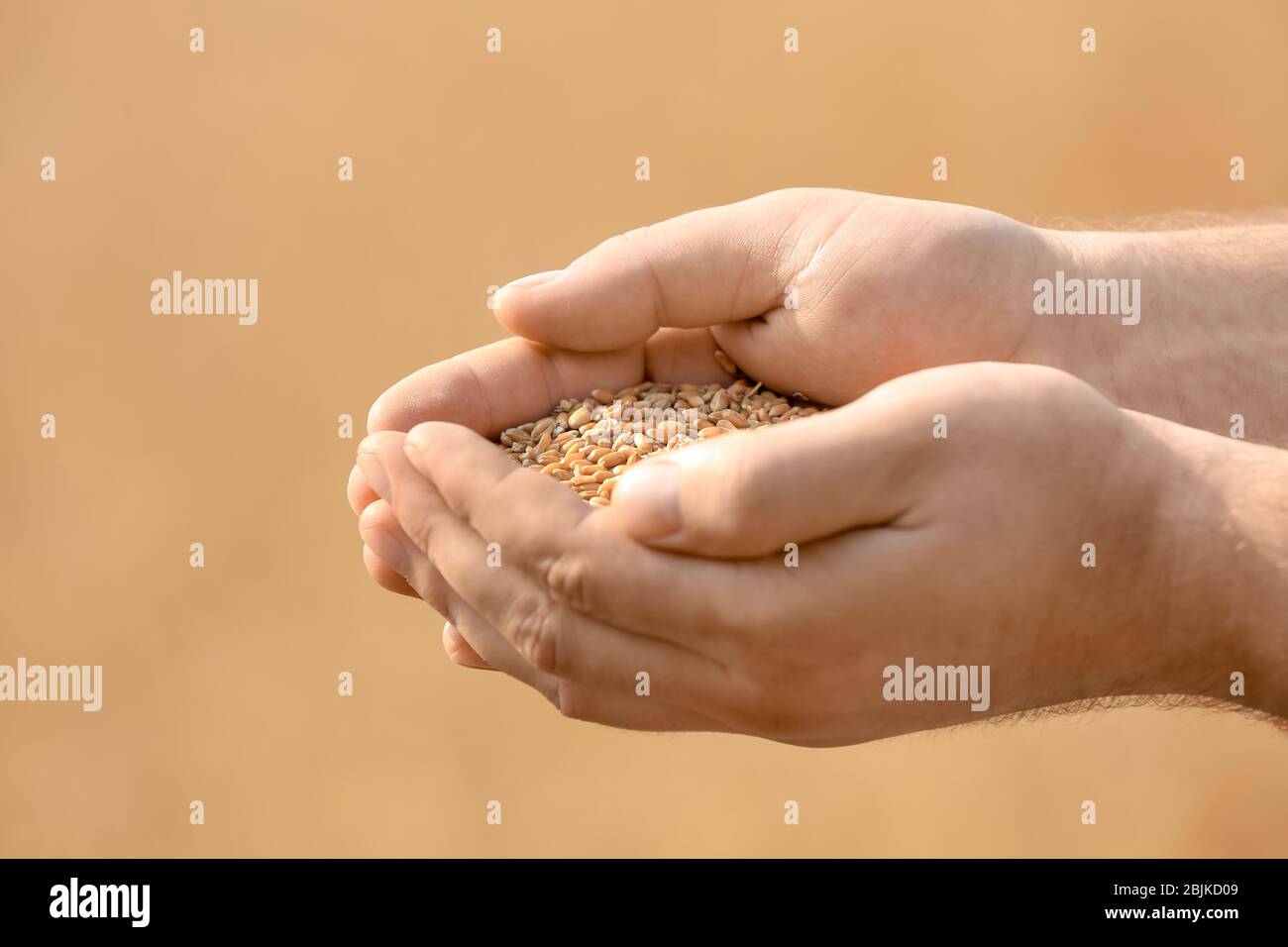 Handful of wheat hi-res stock photography and images - Alamy