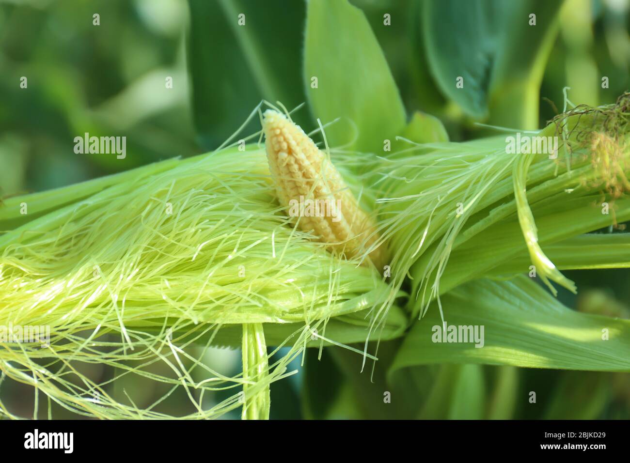 Young corn cob on plant in field Stock Photo - Alamy