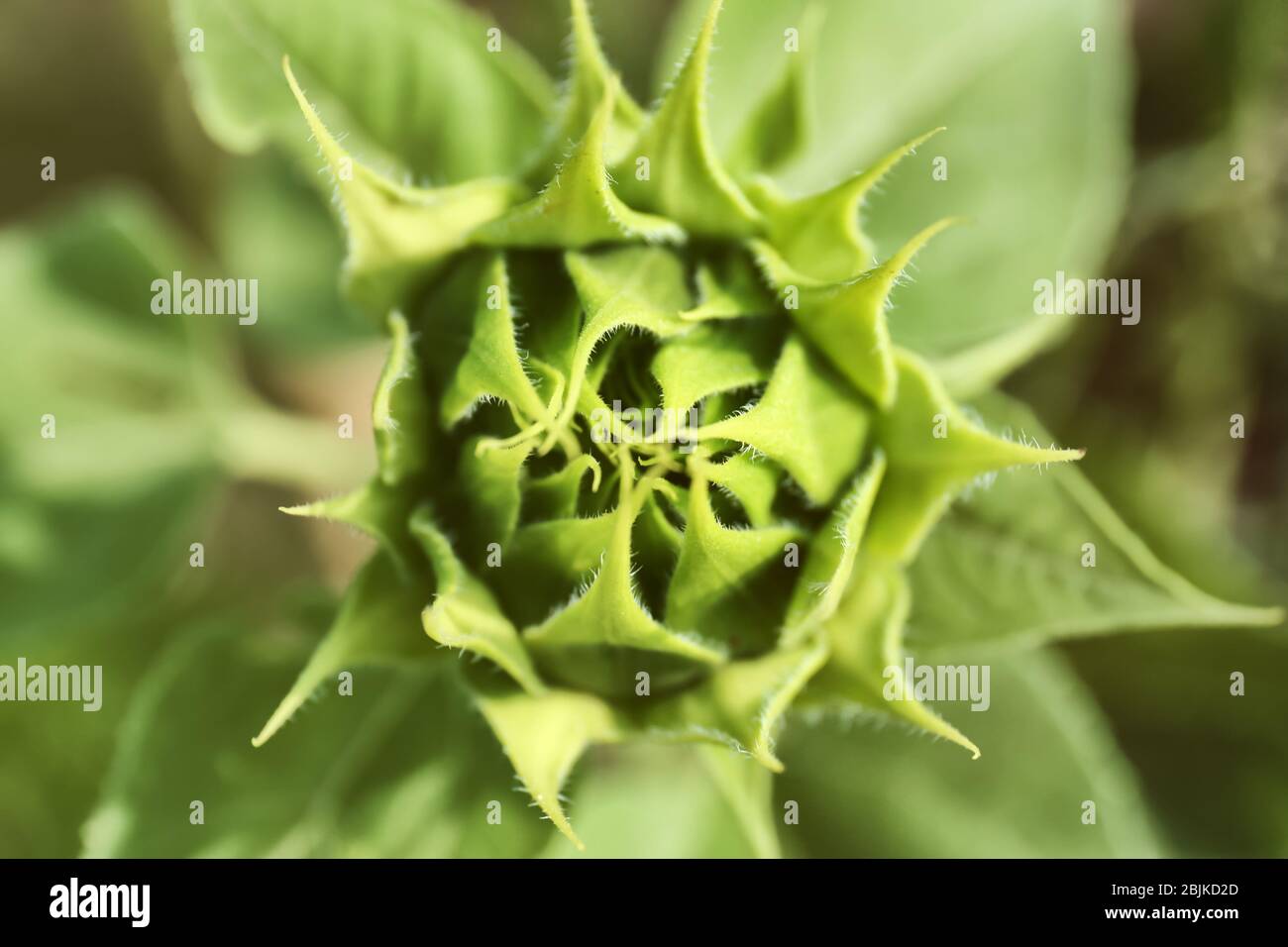 Closed sunflower bud Stock Photo - Alamy