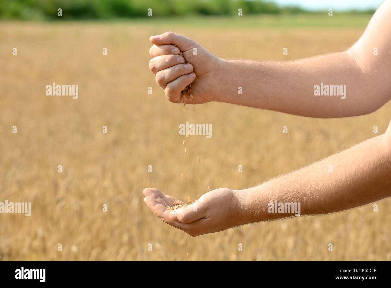 Hands pouring wheat grains hi-res stock photography and images - Alamy
