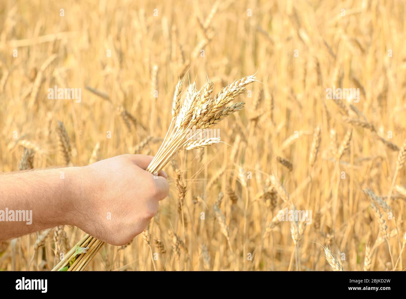 Man holding wheat hi-res stock photography and images - Alamy