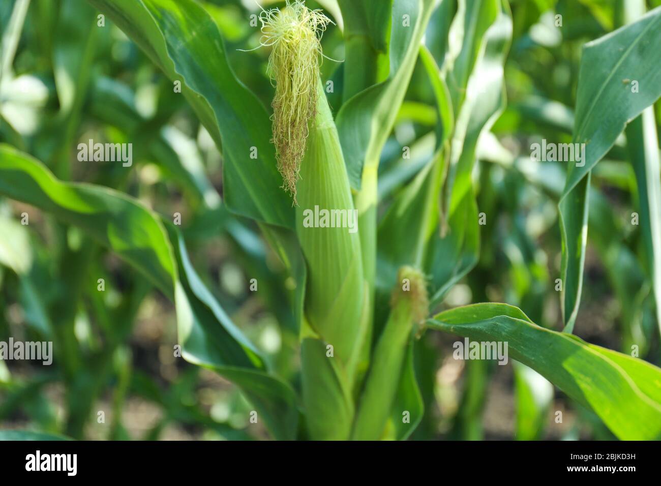 Unripe corn cob maize hi-res stock photography and images - Alamy