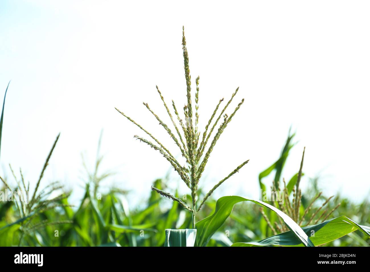 Maize with corn tassel growing in field Stock Photo - Alamy
