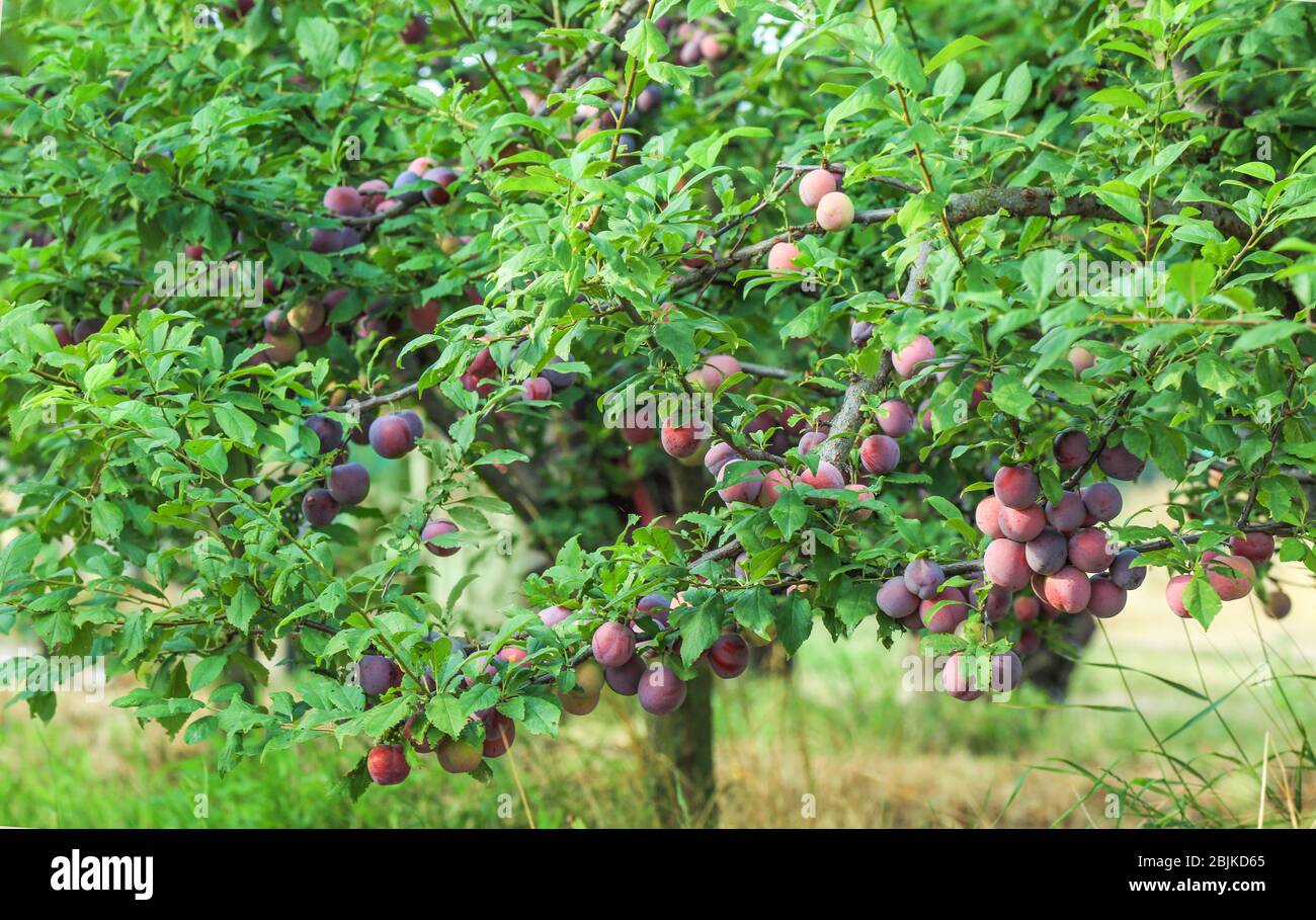 Plums and branches outdoors hi-res stock photography and images - Alamy