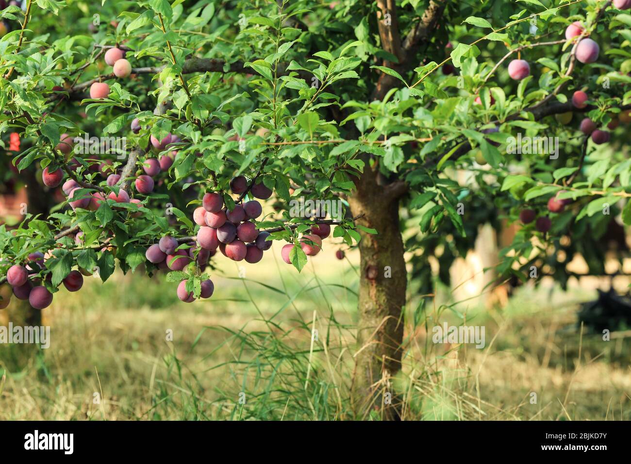 Plums and branches outdoors hi-res stock photography and images - Alamy