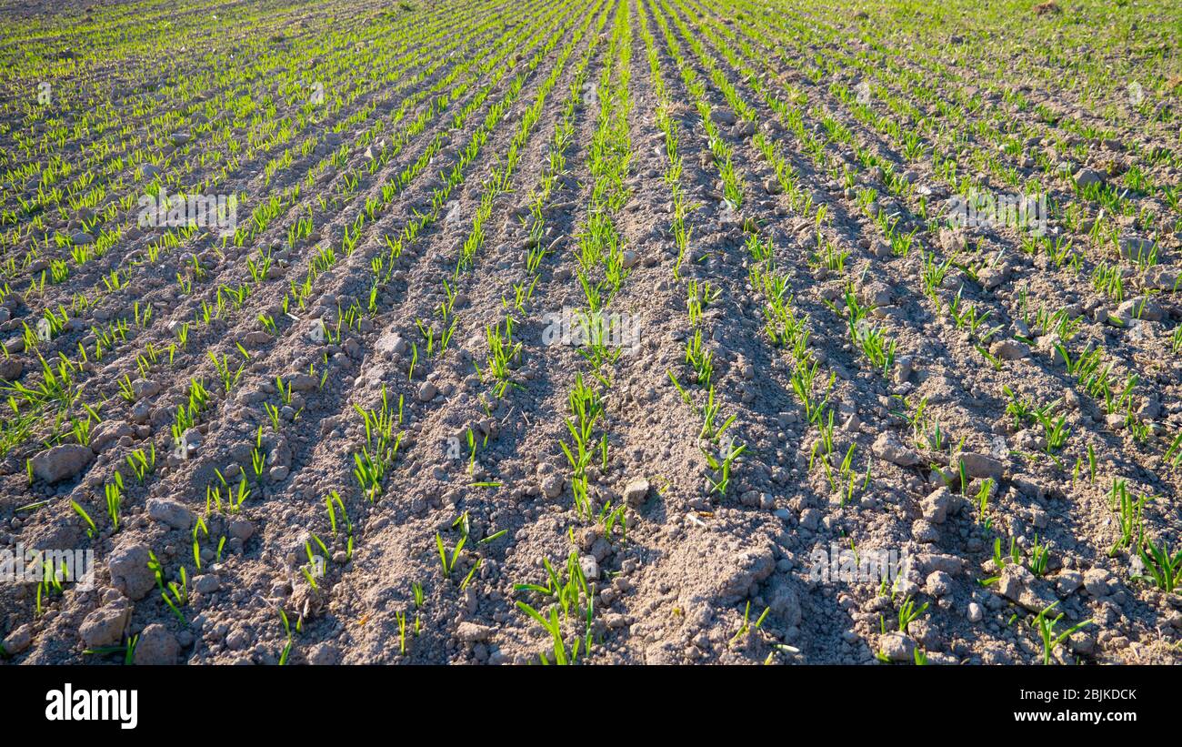 Plants growing wheat hi-res stock photography and images - Alamy