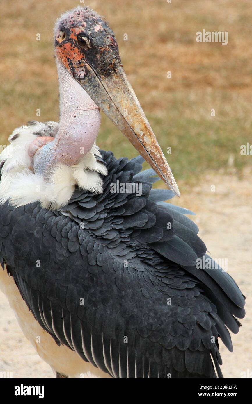 Marabout blanc hi-res stock photography and images - Alamy