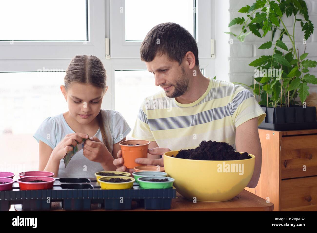 Plant Parent And Seedlings High Resolution Stock Photography and Images ...