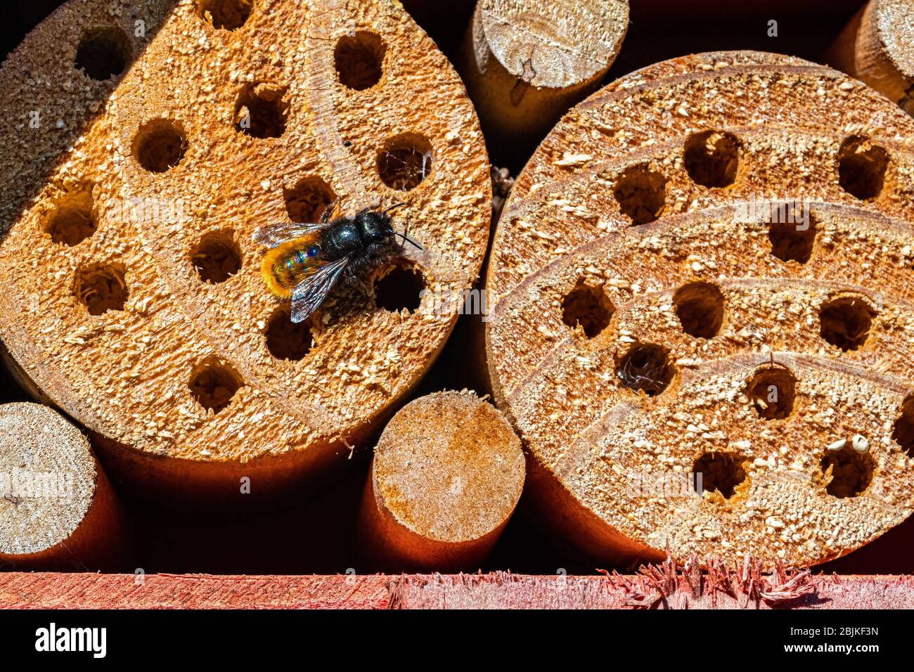 Insect Architecture High Resolution Stock Photography and Images - Alamy