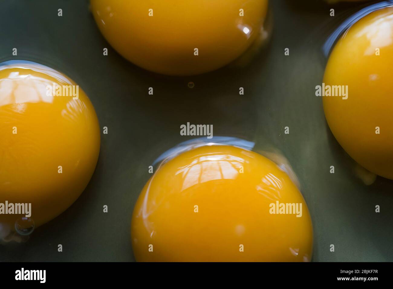 Egg yolks on a gray background. Sun rays passing through the window are ...