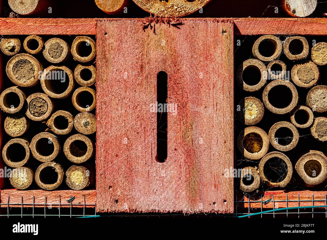 Insect architecture hi-res stock photography and images - Alamy