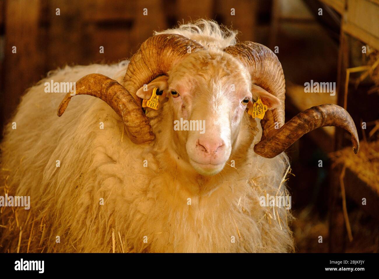 Carnero animal hi-res stock photography and images - Alamy