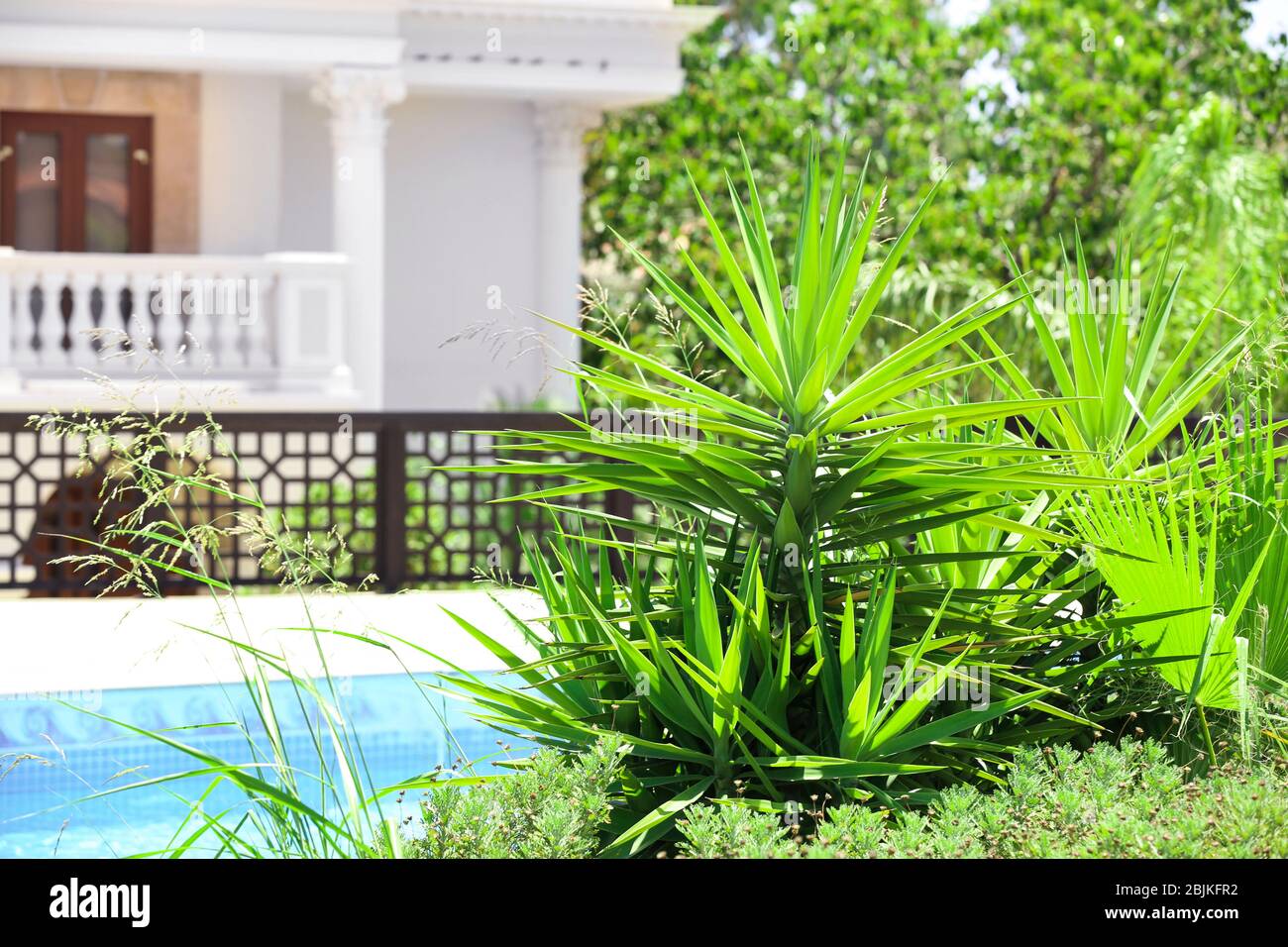 Tropical plants with green leaves at resort Stock Photo - Alamy