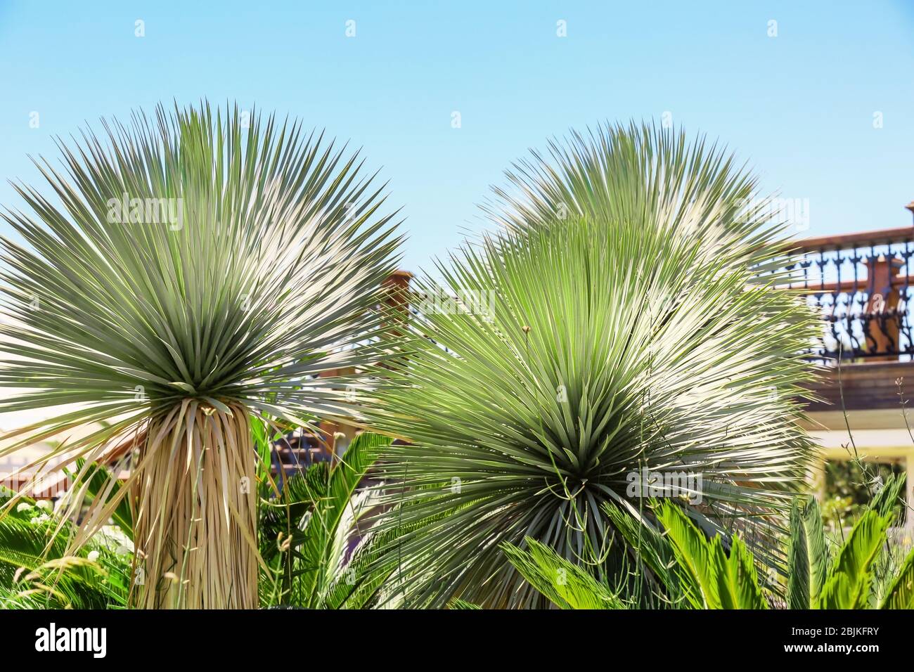 Little palms hi-res stock photography and images - Alamy