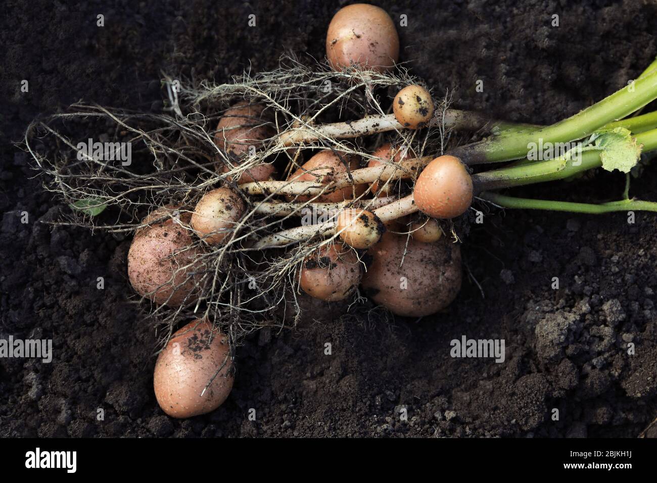 Potato plant with tubers on soil, closeup Stock Photo - Alamy