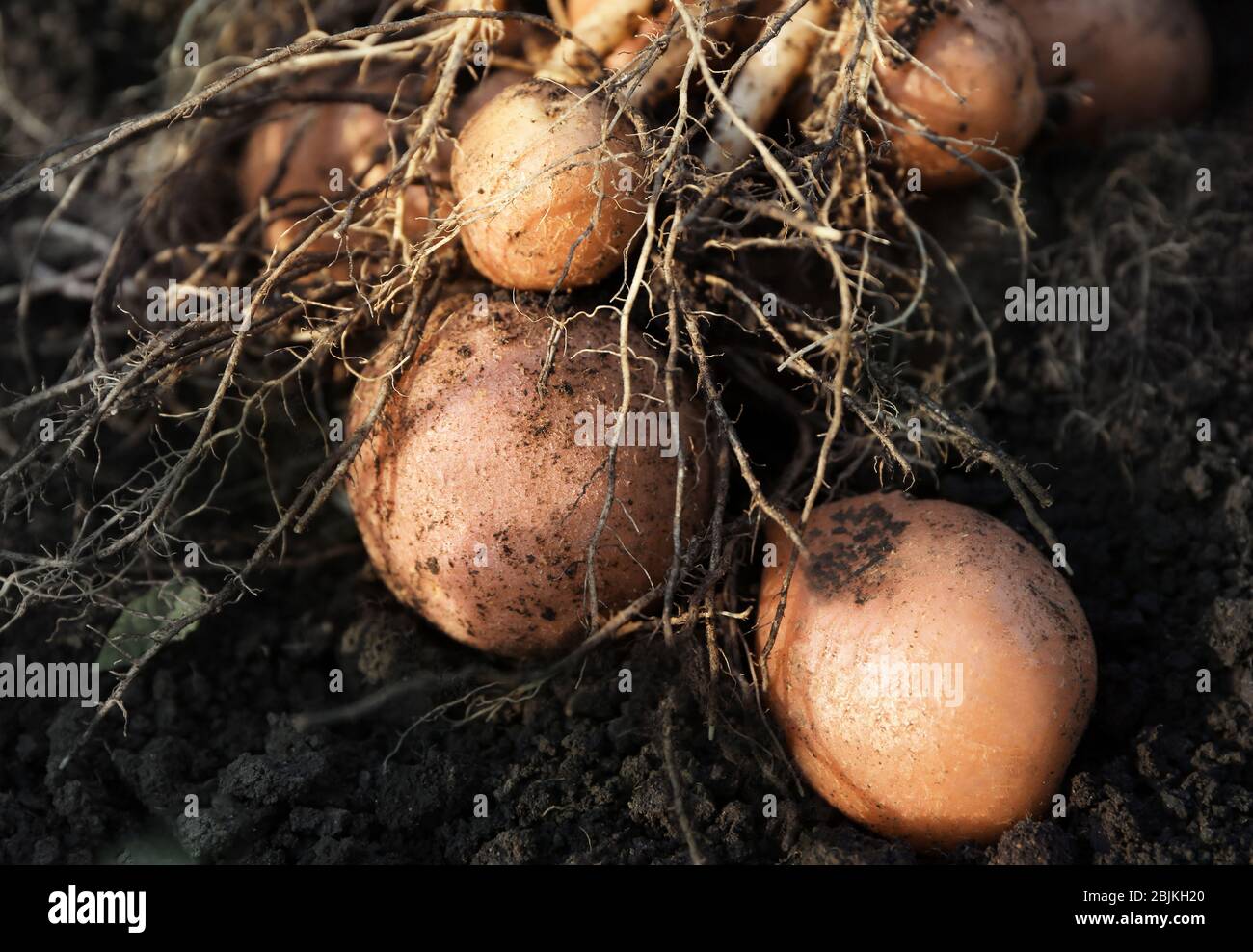 Potato plant with tubers on soil, closeup Stock Photo - Alamy
