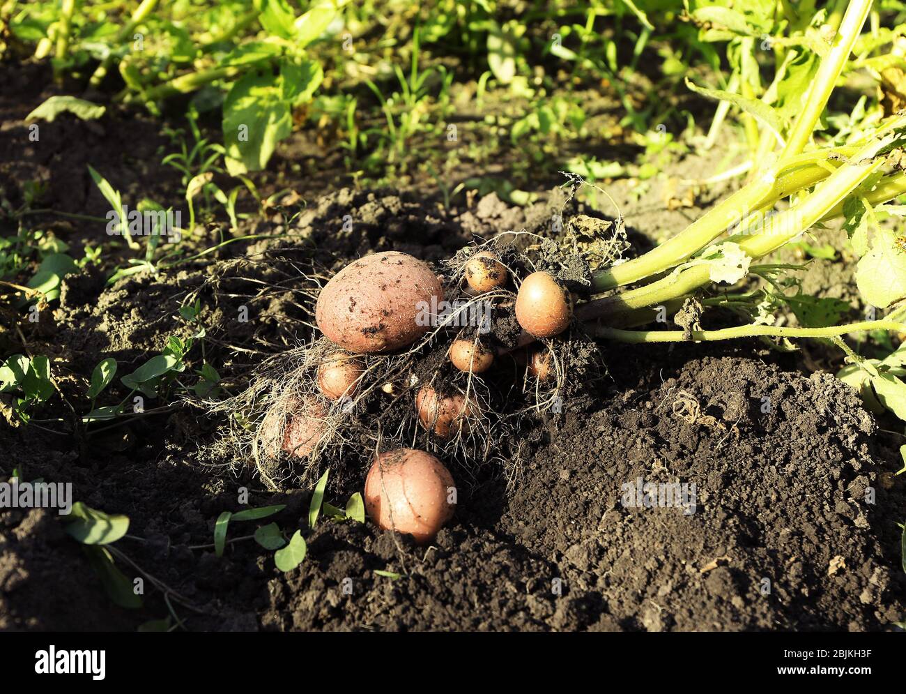 Potato plant with tubers on soil Stock Photo - Alamy