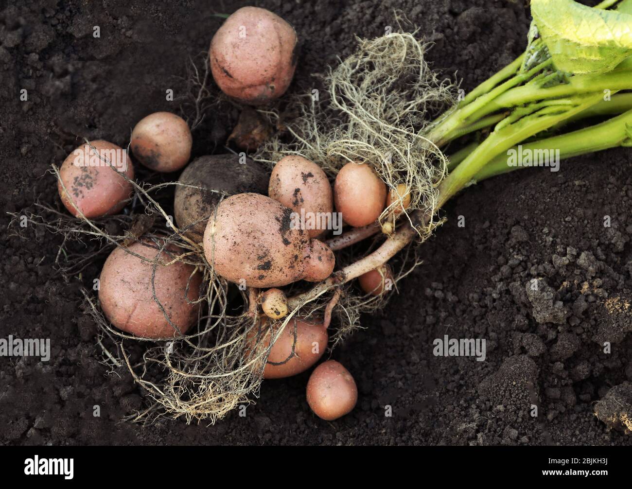 Potato plant with tubers on soil, closeup Stock Photo - Alamy