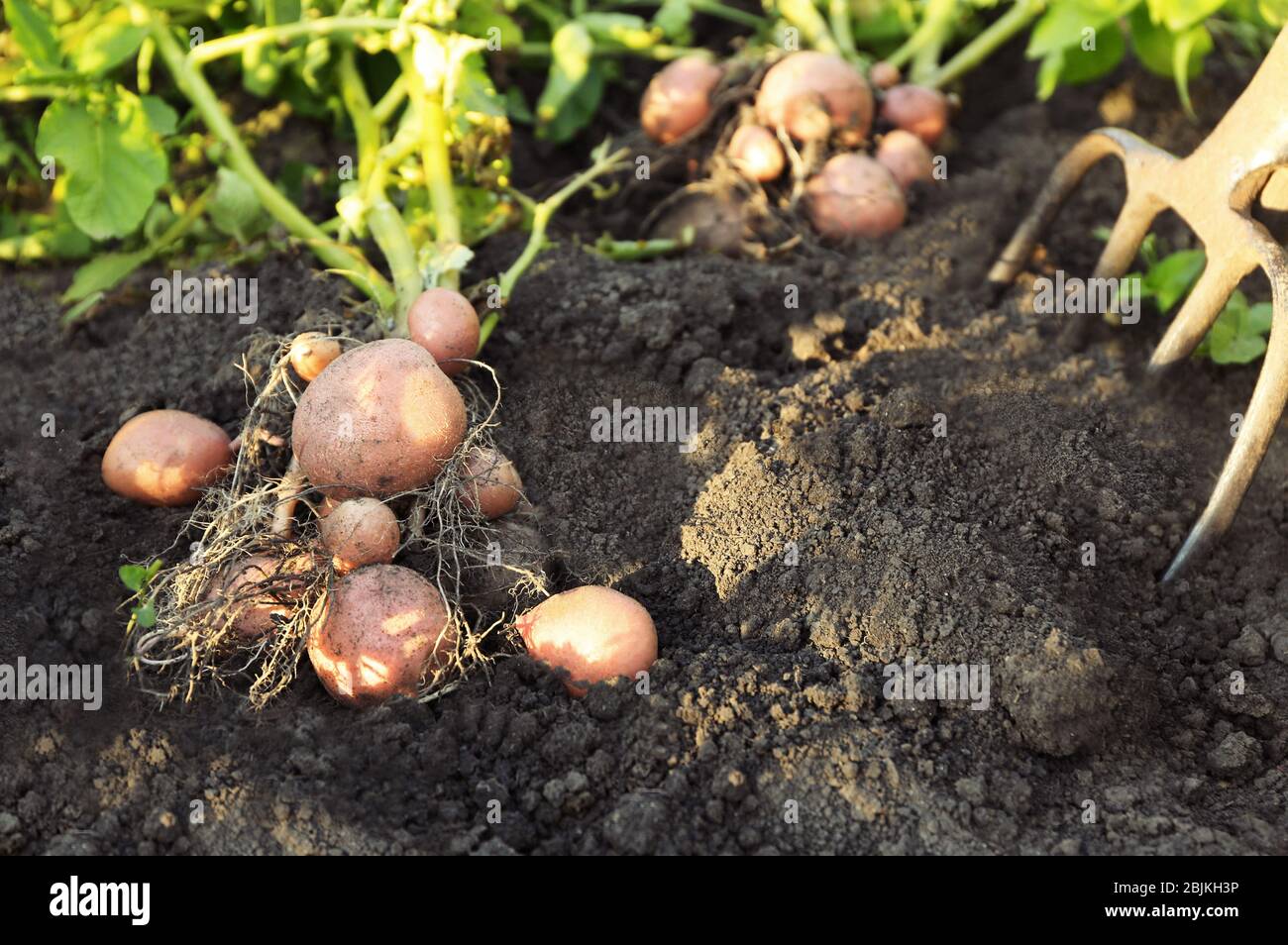 Potato plant with tubers on soil Stock Photo - Alamy