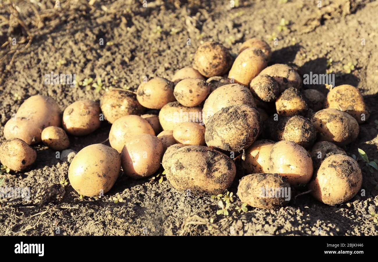Potatoes on soil hi-res stock photography and images - Alamy